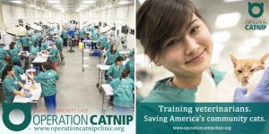 Operation Catnip Launches National Training Program — Vox Felina